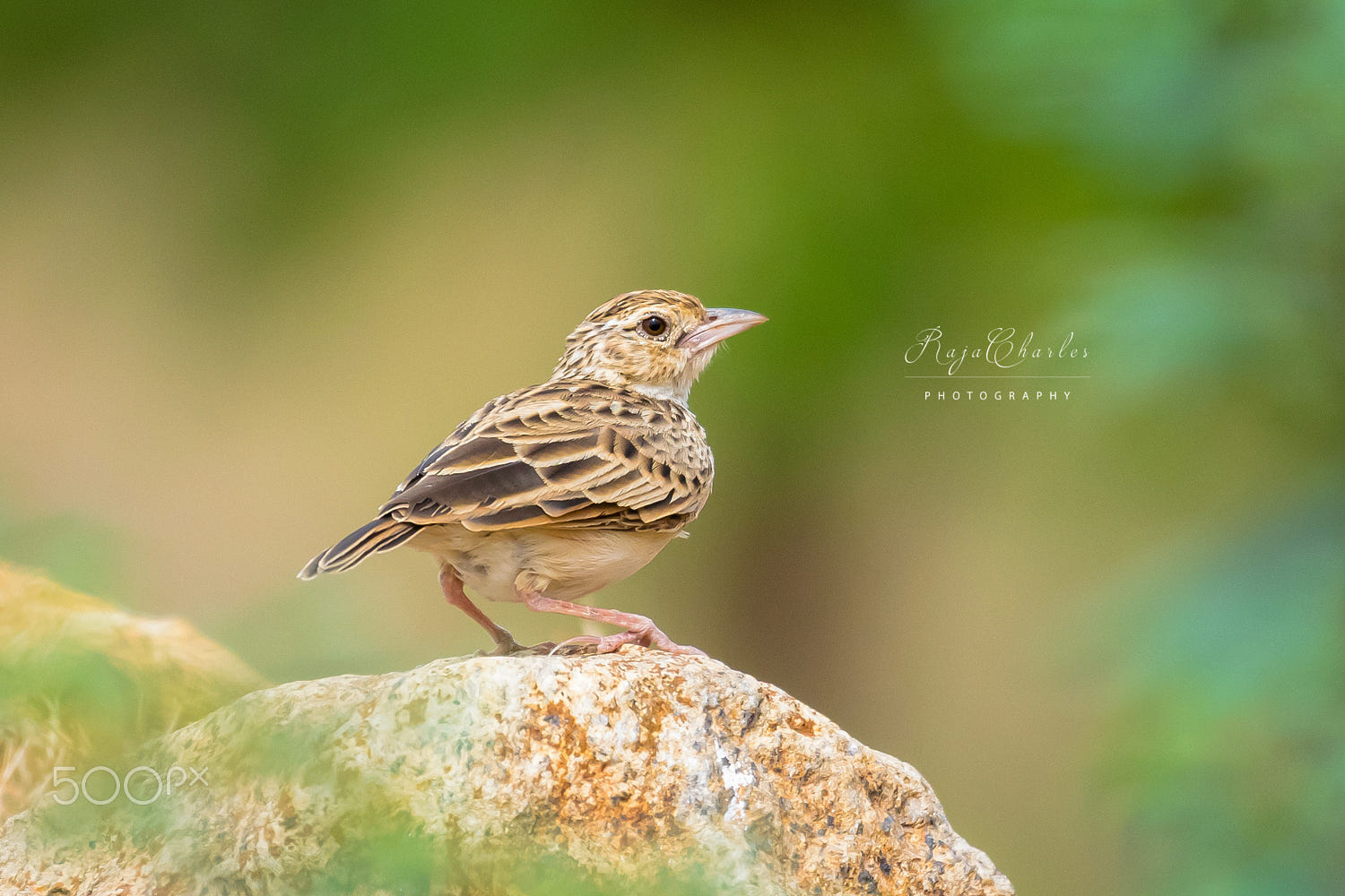 Jerdon Bush Lark by Rajacharles Photography / 500px