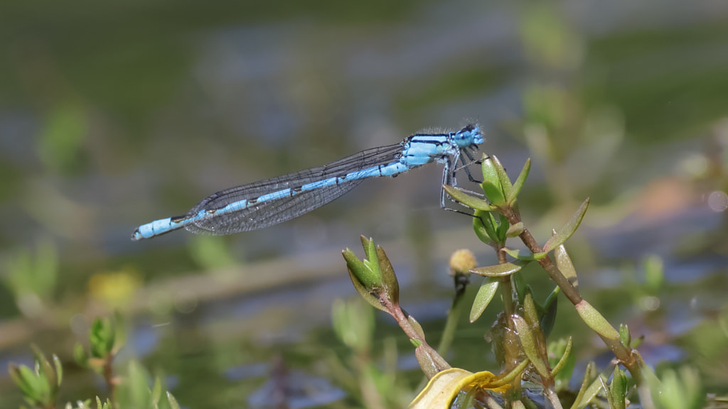 Blue Damselfly by brian stoddart / 500px