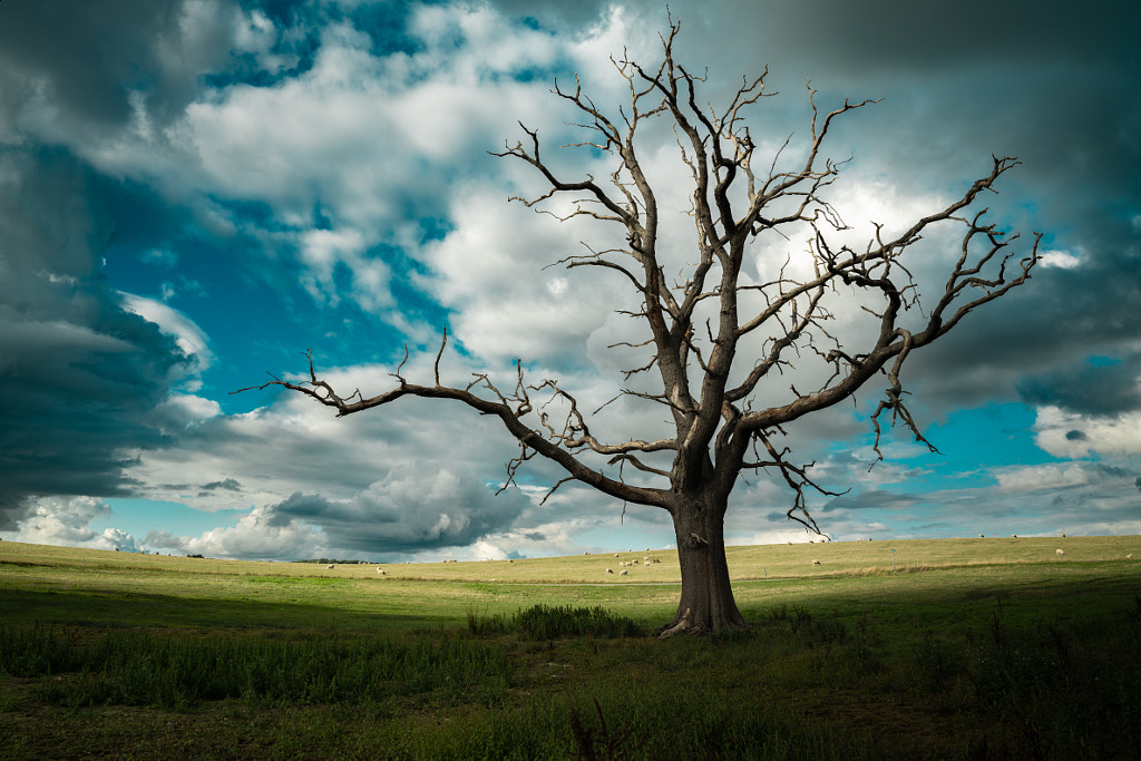 lone tree by Ben Smith Photography / 500px
