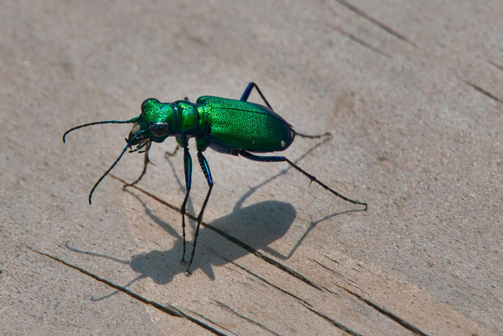 tiger beetle, green, insect, bug, macro.jpg by Cheryl McGovern / 500px