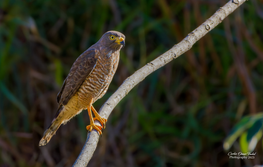 Roadside hawk by Carlos Omar / 500px