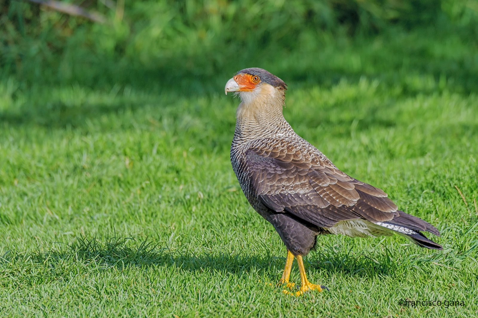 traro adulto (Southern caracara) by francisco gana - Photo 107198871 ...