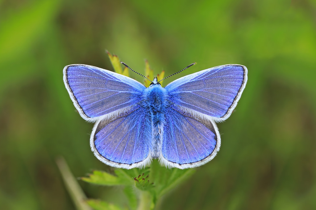 Blue butterfly. by Cihaner Ozturk / 500px
