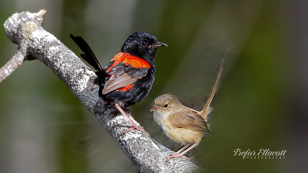 Pair Of Red-backed Fairywren (Malurus melanocephalus) 23_02 by Trefor ...