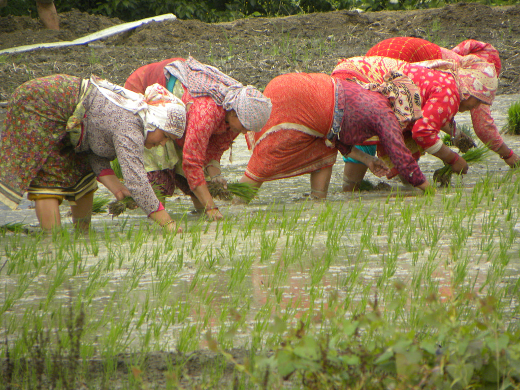 Rice Planting in Nepal 3 by Bijay Shrestha / 500px