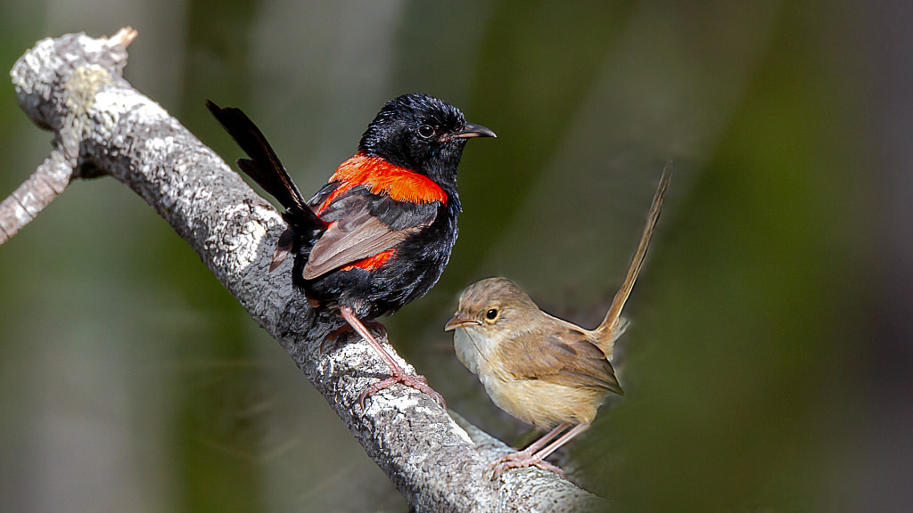 Pair Of Red-backed Fairywren (Malurus melanocephalus)Close-up of birds ...