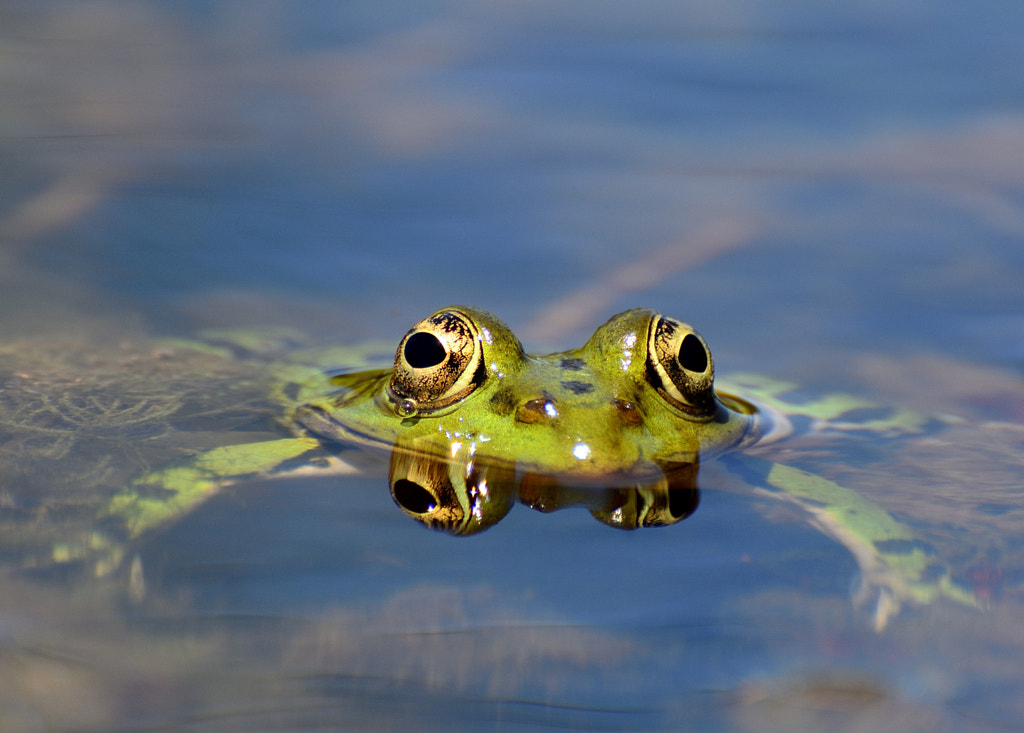 frog by Sultann / 500px