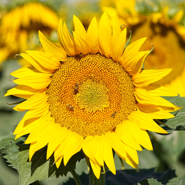 Sunflower and Bees Square Crop_MG_8544 by Jeff Studley / 500px