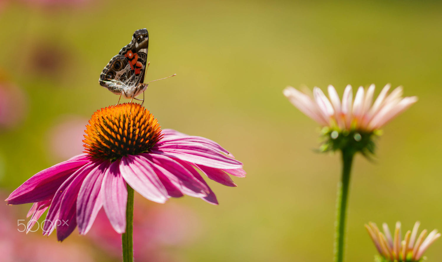 “Don’t waste your time chasing butterflies. Mend your garden, and the ...