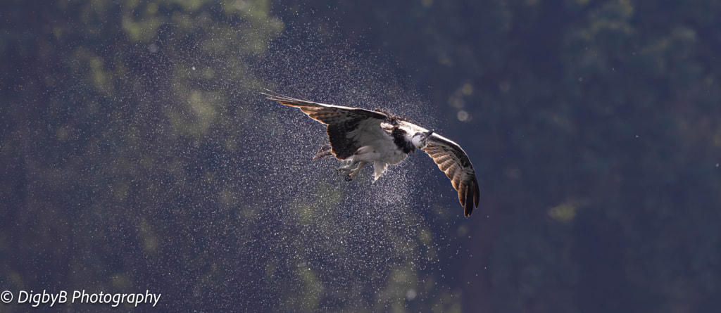 Osprey Shaking Water Off by Gary Borowitz / 500px