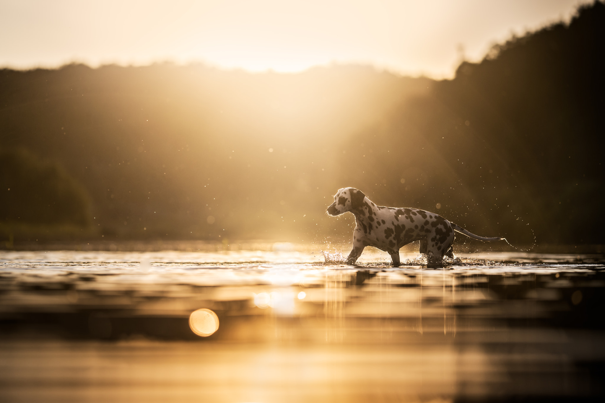 Dog walking trough river during the sunset by Iza Łysoń / 500px