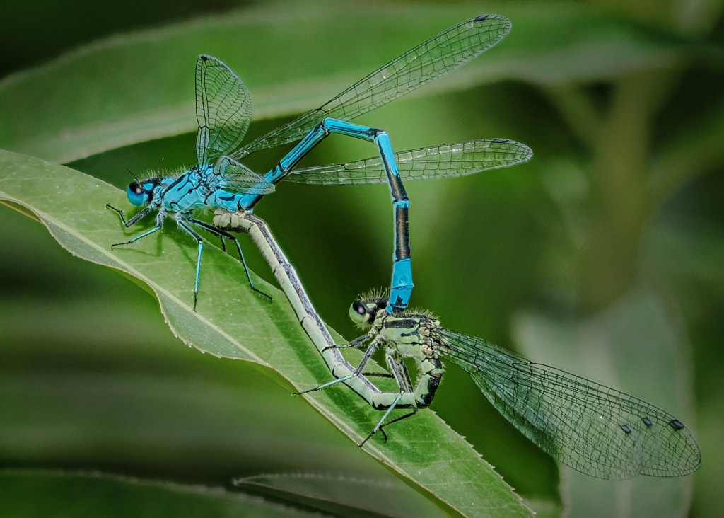 Damselflies Mating by Stephen Stringer CPAGB / 500px