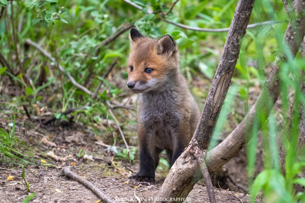 Northern Red Fox cub by shun komai / 500px
