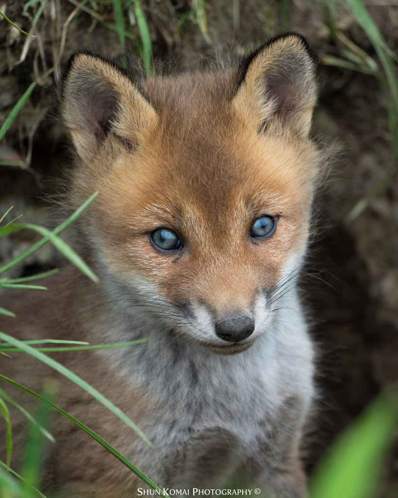 Northern Red Fox cub by shun komai / 500px