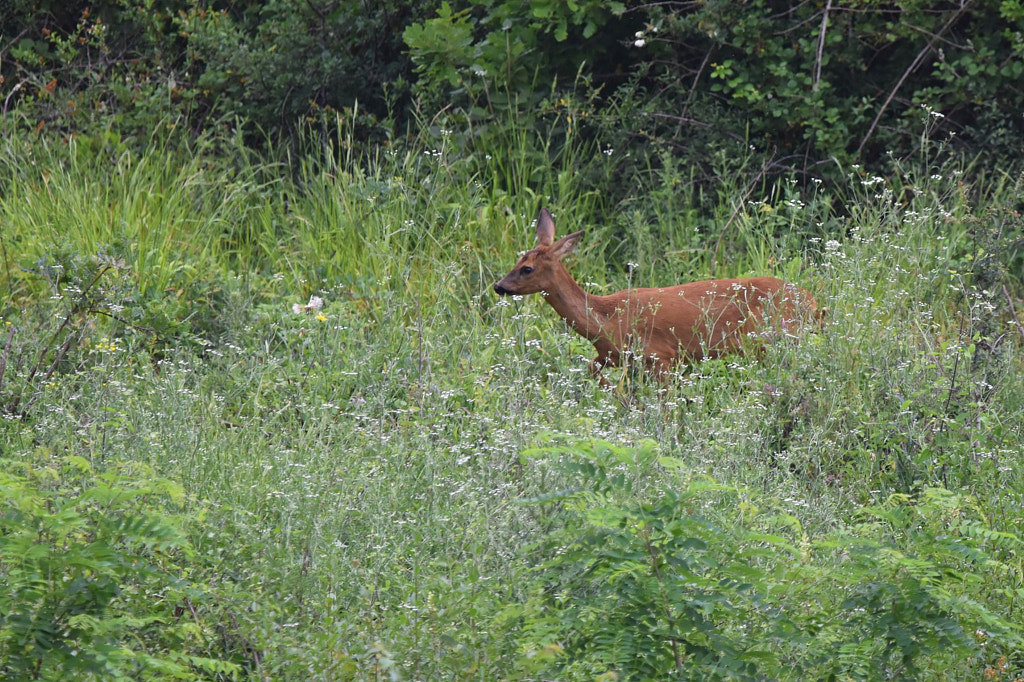 Chevrette (France, dépt Vienne, 06/23) by GERALDINE Gallé / 500px