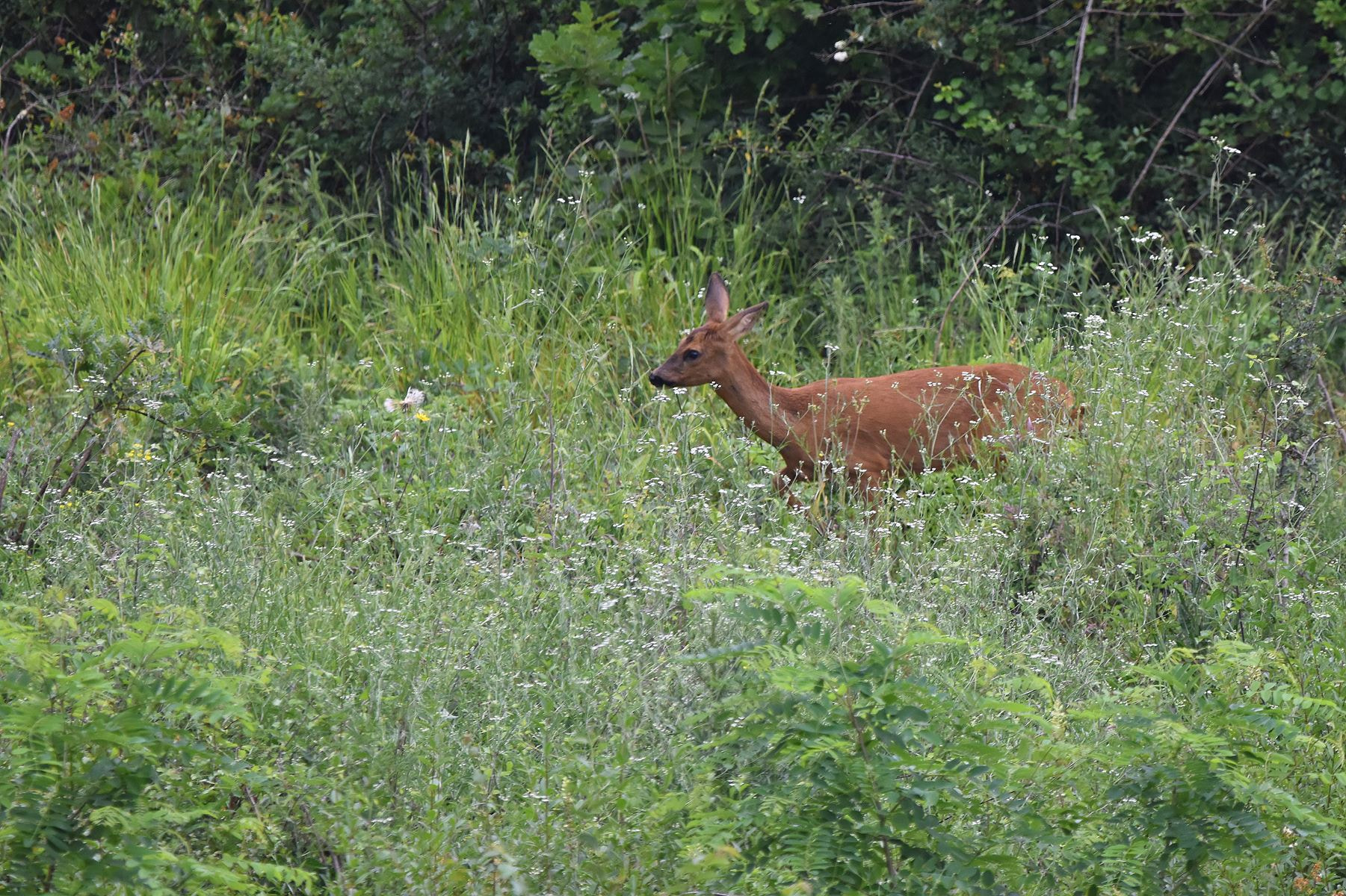 Chevrette (France, dépt Vienne, 06/23) by GERALDINE Gallé / 500px