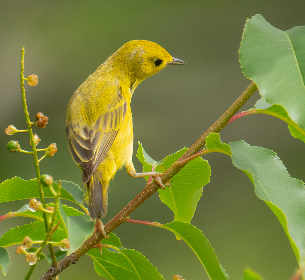 Yellow Warbler by Dharmiclight Photography by Susan Nagi / 500px