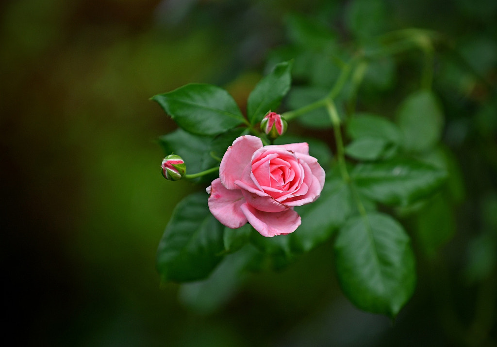 Roos by Aart de Boer / 500px