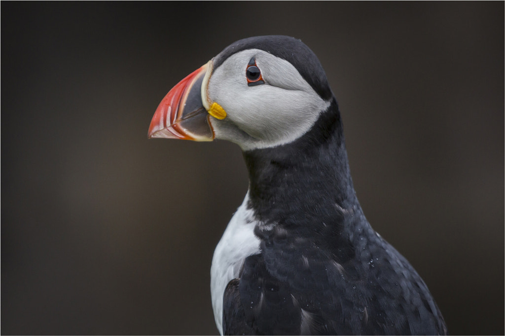 [ puffin ] by DEIWAT / 500px