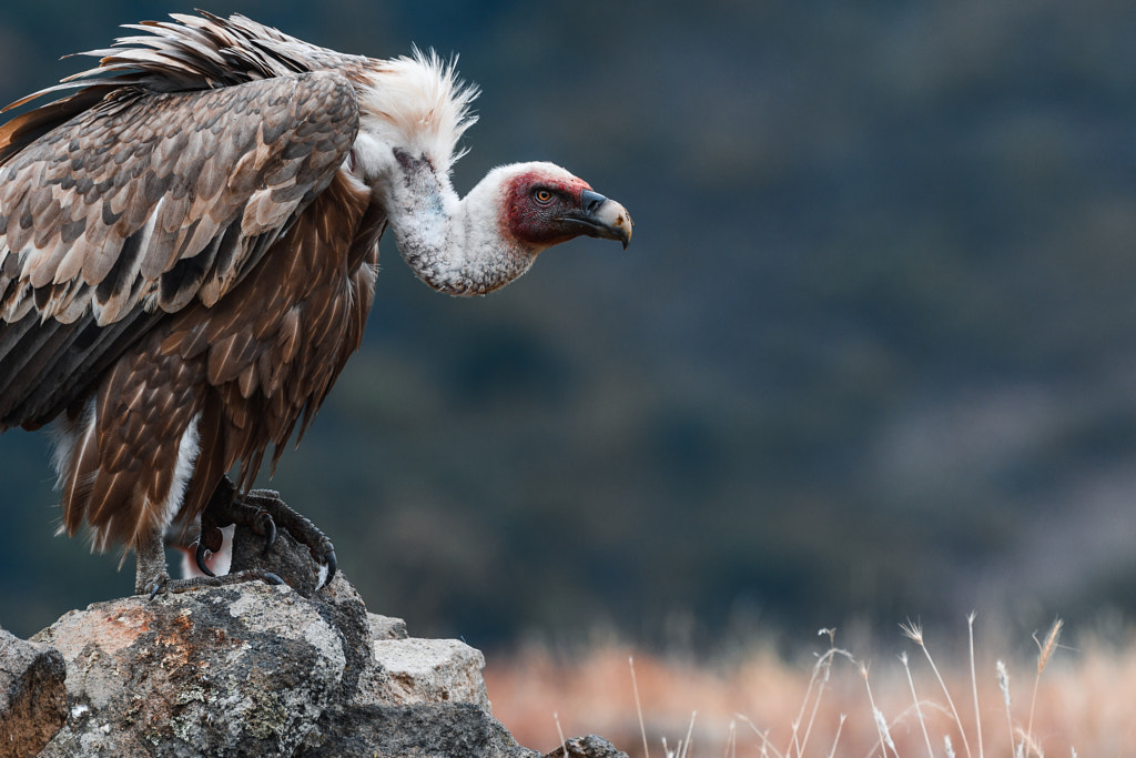 The Observer by Anskar Lenzen / 500px