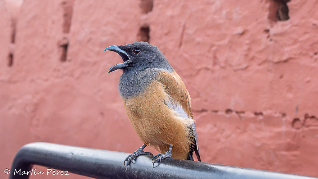 Rufous Treepie by Martín Pérez / 500px