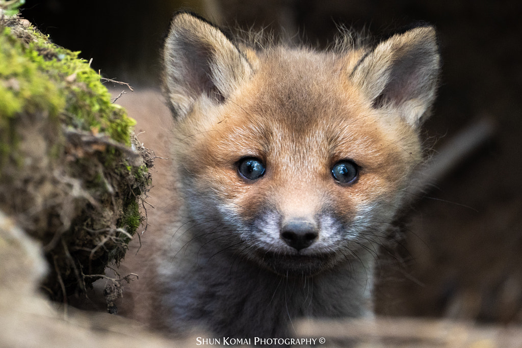 Northern Red Fox cub by shun komai / 500px