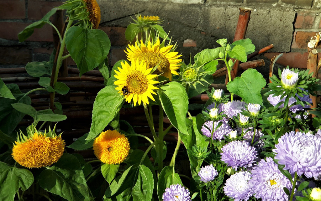 flower bed by Aleksei Volkov / 500px
