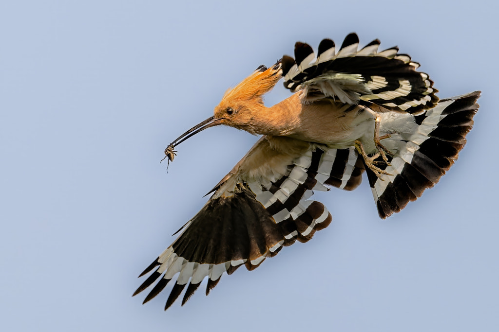 Hoopoe in flight by Ruzhdi Ibrahimi / 500px