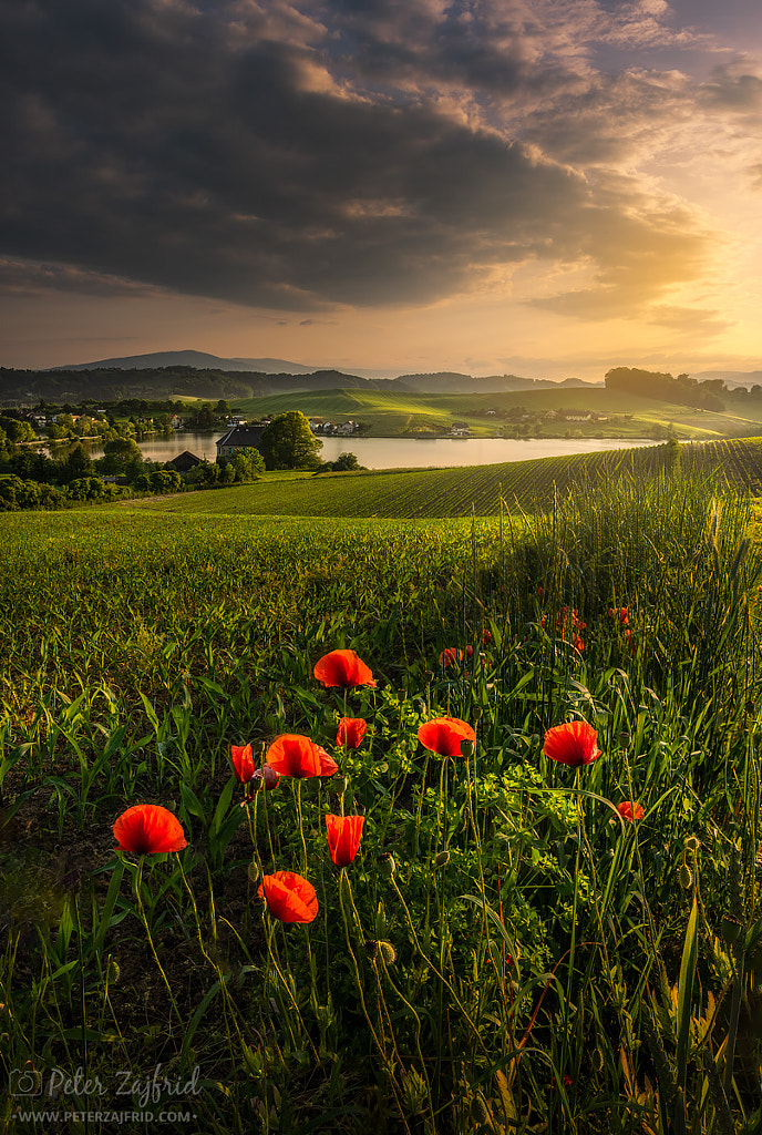 Summer at the lake by Peter Zajfrid / 500px