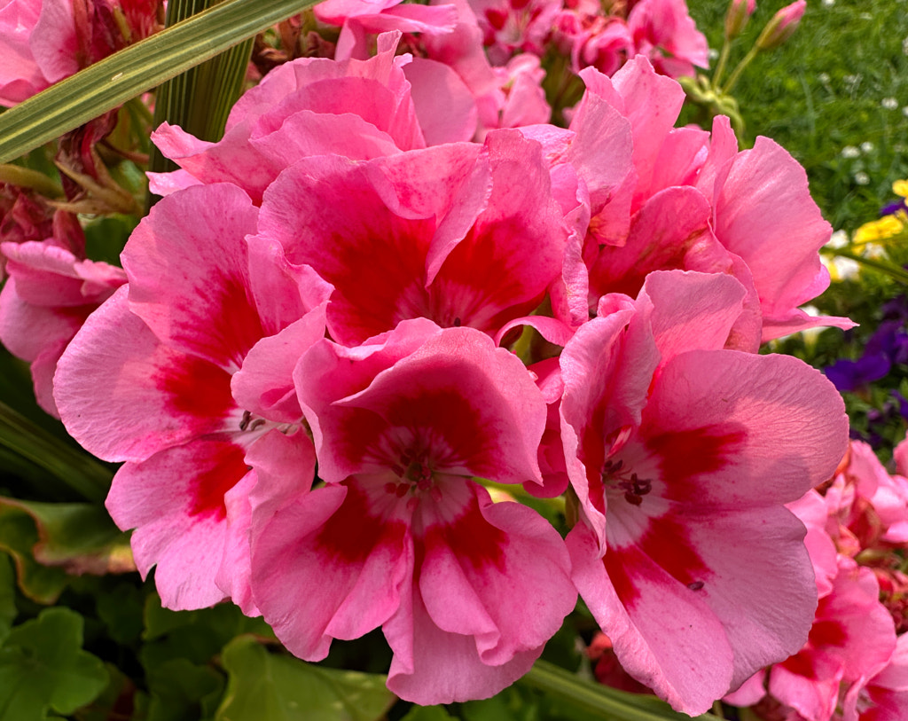 Geranium 3 2023 by Mary Green Kerr / 500px