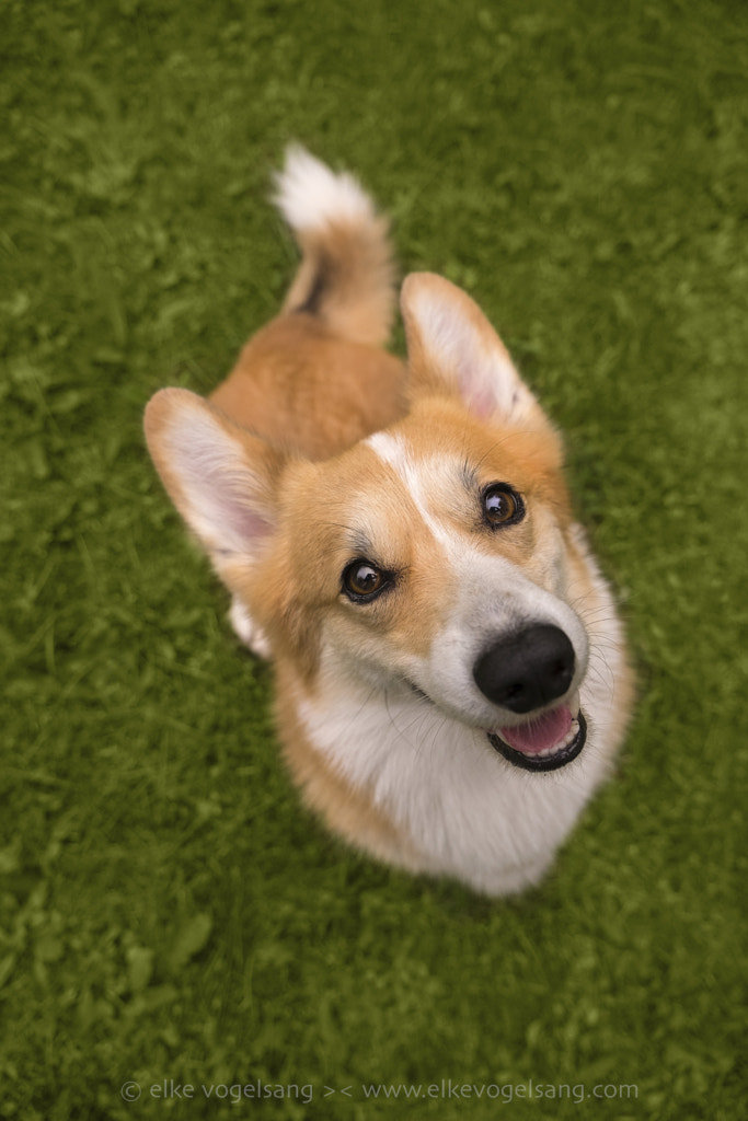 Happy Socke at my feet by Elke Vogelsang / 500px