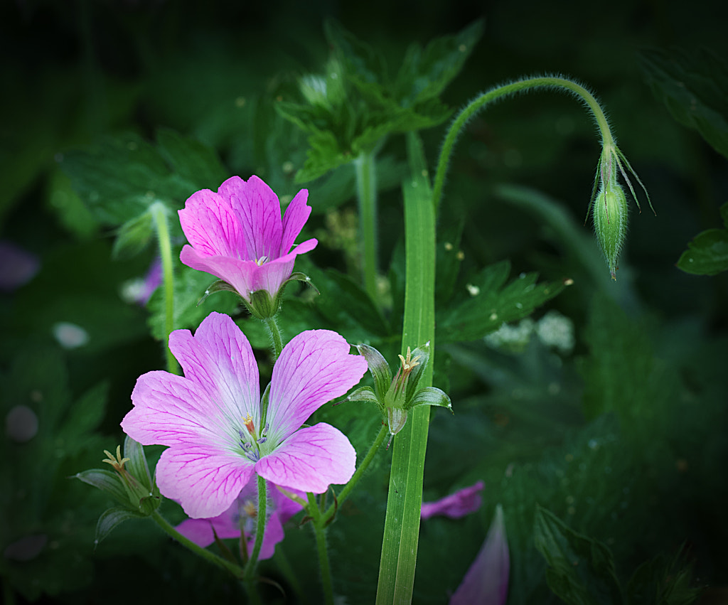 Wild Geraniums by Robert Rastall / 500px
