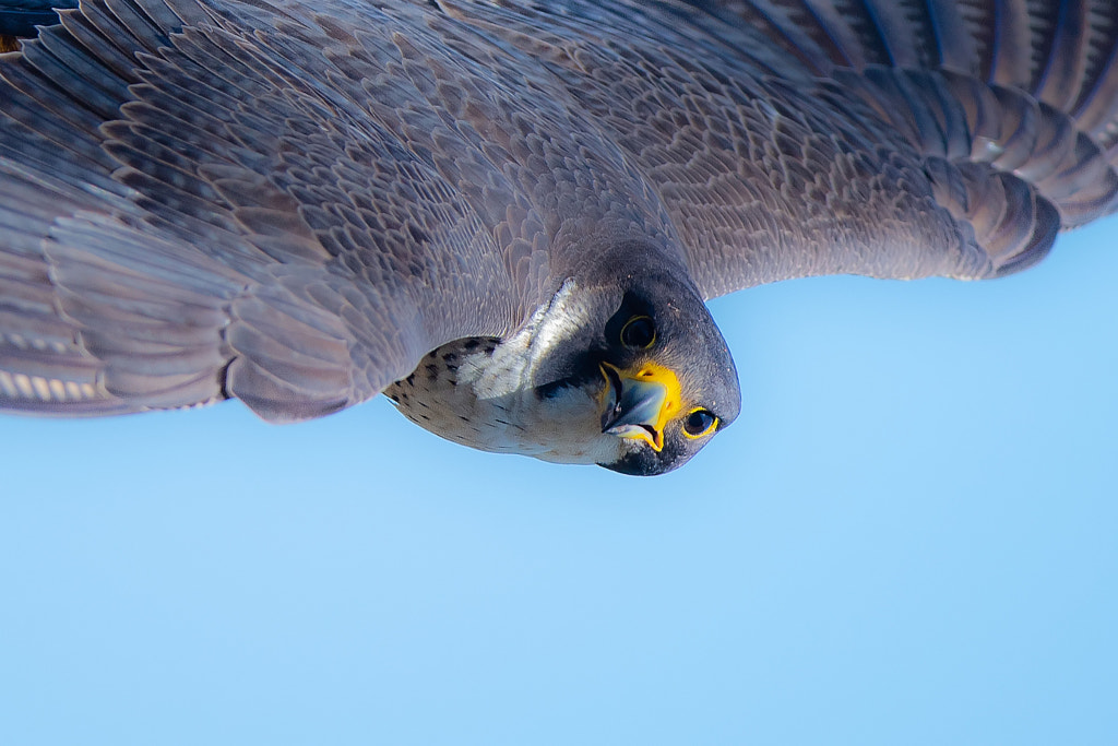 a duck hawk by 이담 / 500px
