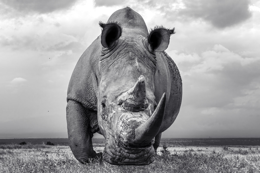 Gentle Giant by Bettina Villabruna / 500px