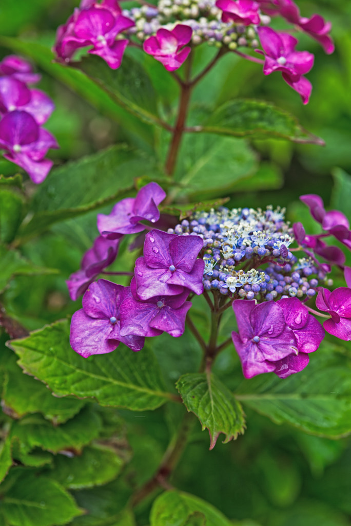 Beautiful plate hydrangea by Bernd Dembkowski / 500px