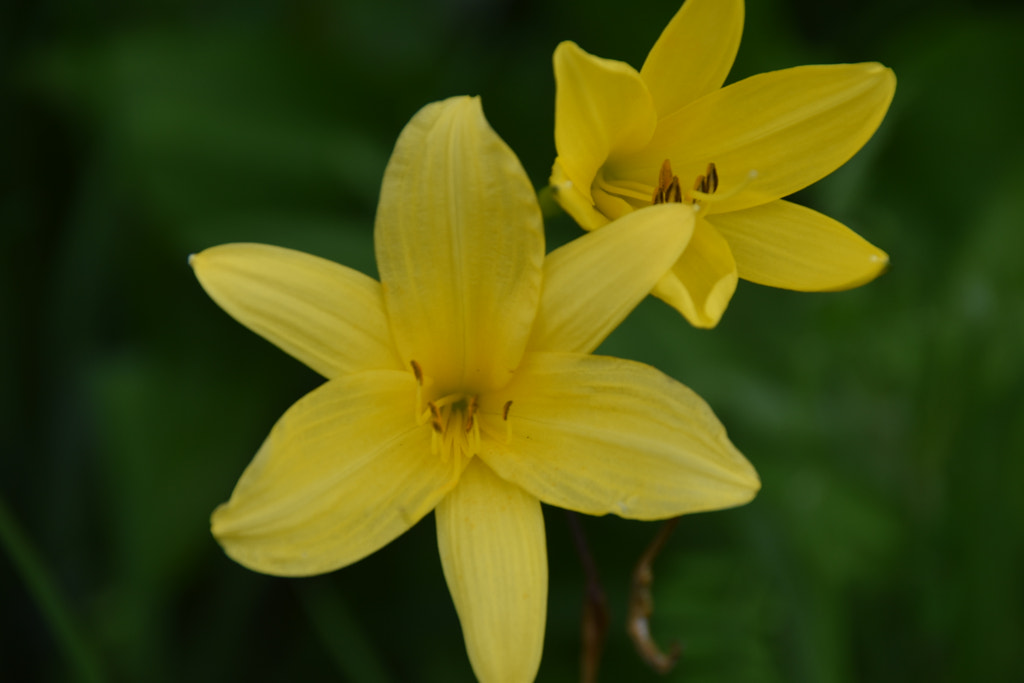 WOW .. Yellow by Patrick Smith / 500px