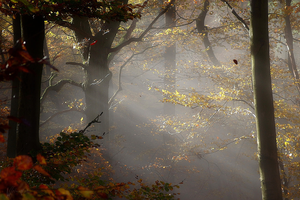 Misty Light by Sylvia (Weissglut) / 500px