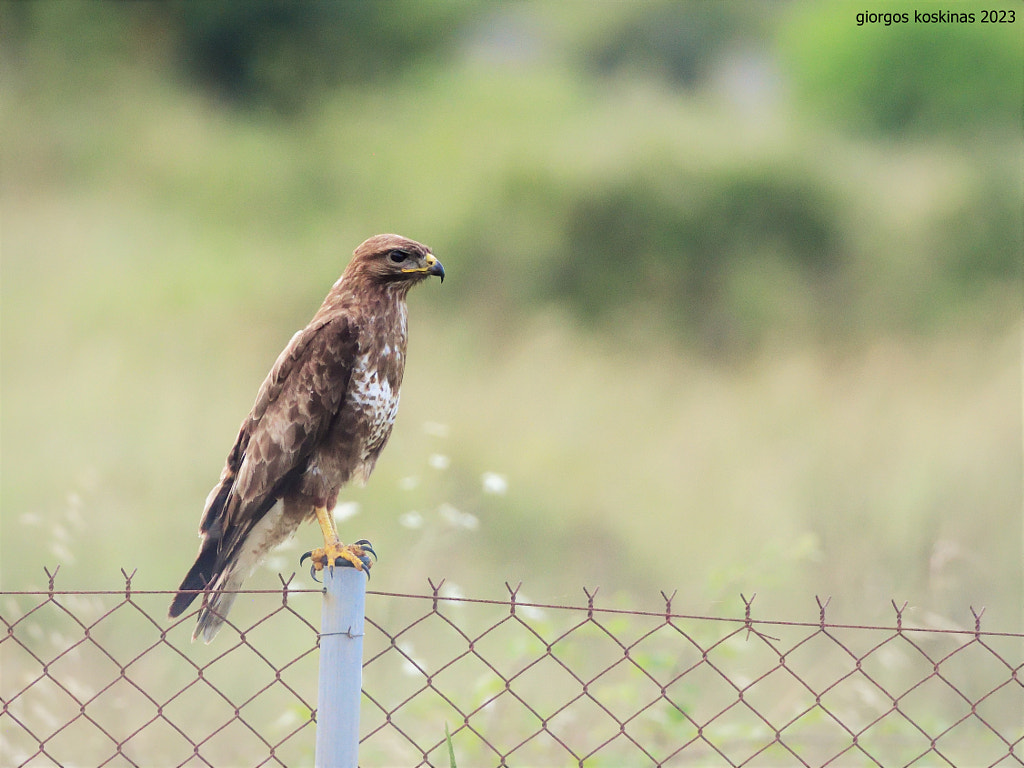 Buzzard / Γερακινα ΙΙI by Giorgos Koskinas / 500px