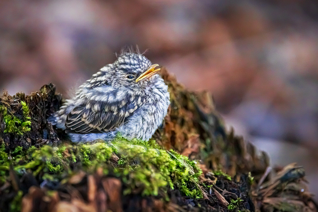 Waiting for Mom to come back with food by Kaisa Koistinen / 500px