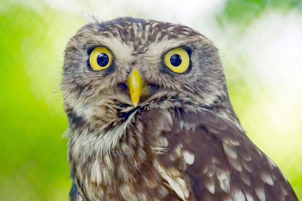 Little owl portrait by dannety / 500px
