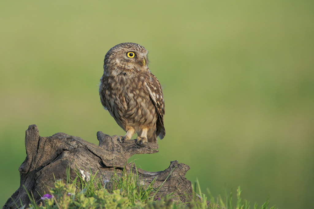 Little Owl at last light by Riccardo Portigliatti / 500px