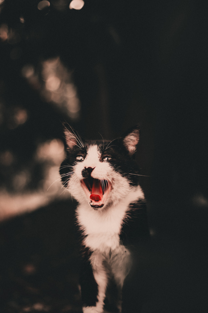 B&W Cat by Armin Heydari / 500px