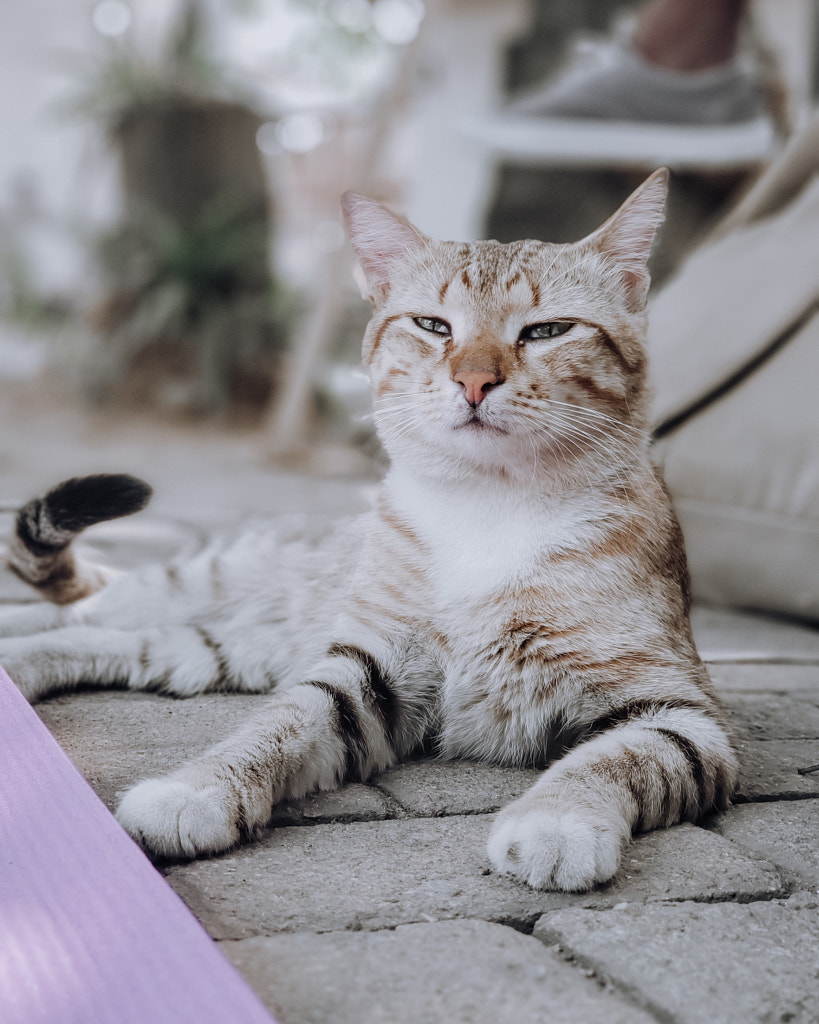 Cute cat by Cut Putri / 500px