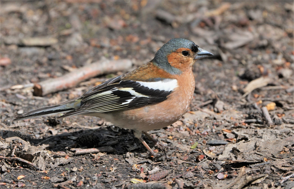 Chaffinch by Aleksei Volkov / 500px