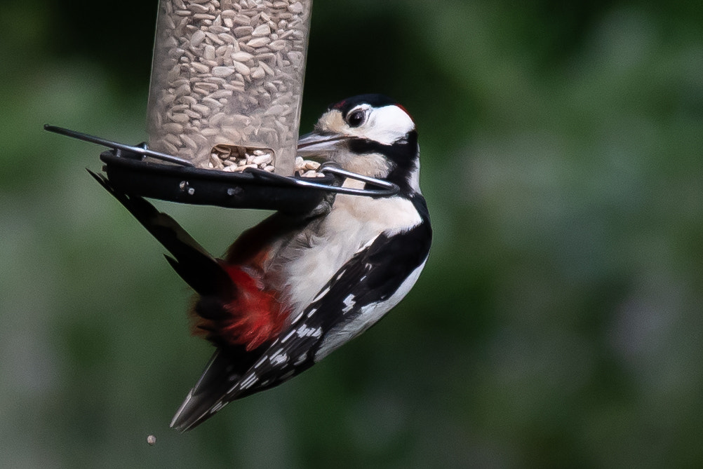 UK bird life by Keith Chester / 500px