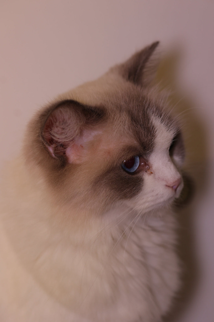 猫 cat by JacksonD / 500px