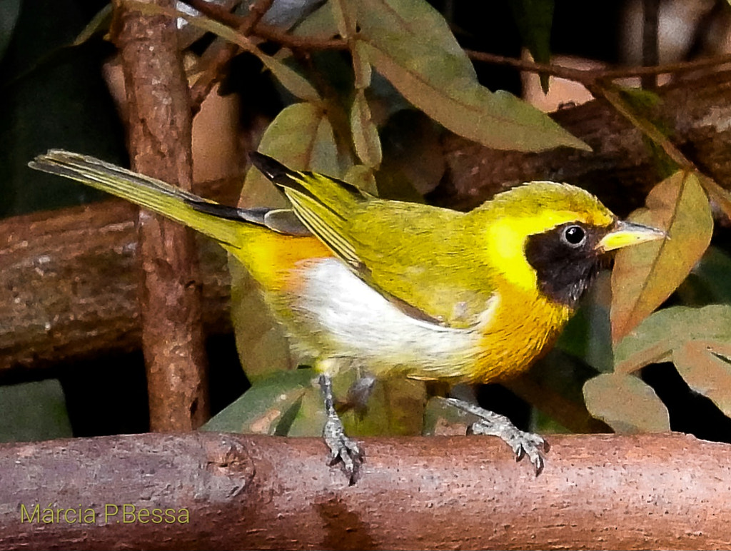 Guira Tanager- Male (Hemithraupis guira) by Marcia Bessa / 500px