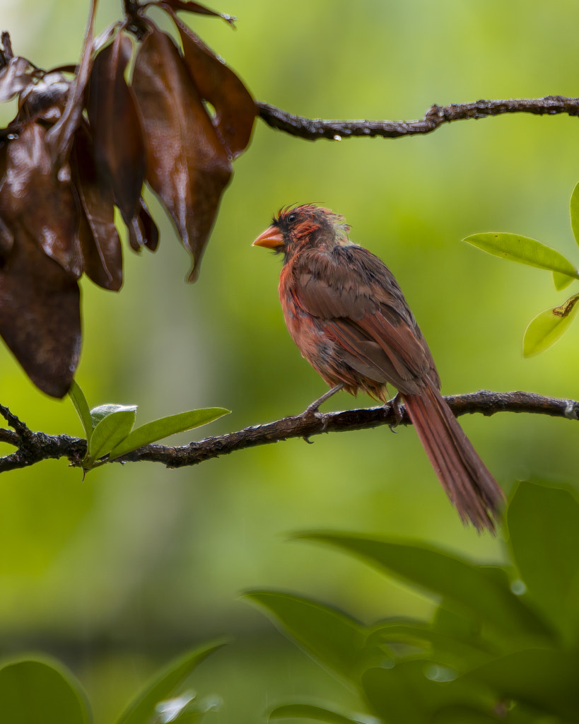 Cardinals by Richard Davis / 500px