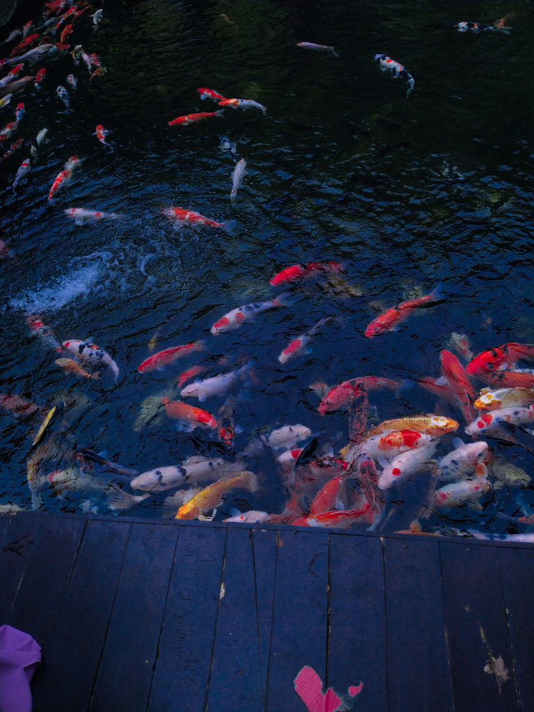Koi of Colors: A Spectacular Gathering of Koi Fish by Same Hiu / 500px