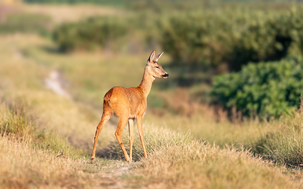 Sarna europejska by Michał R / 500px